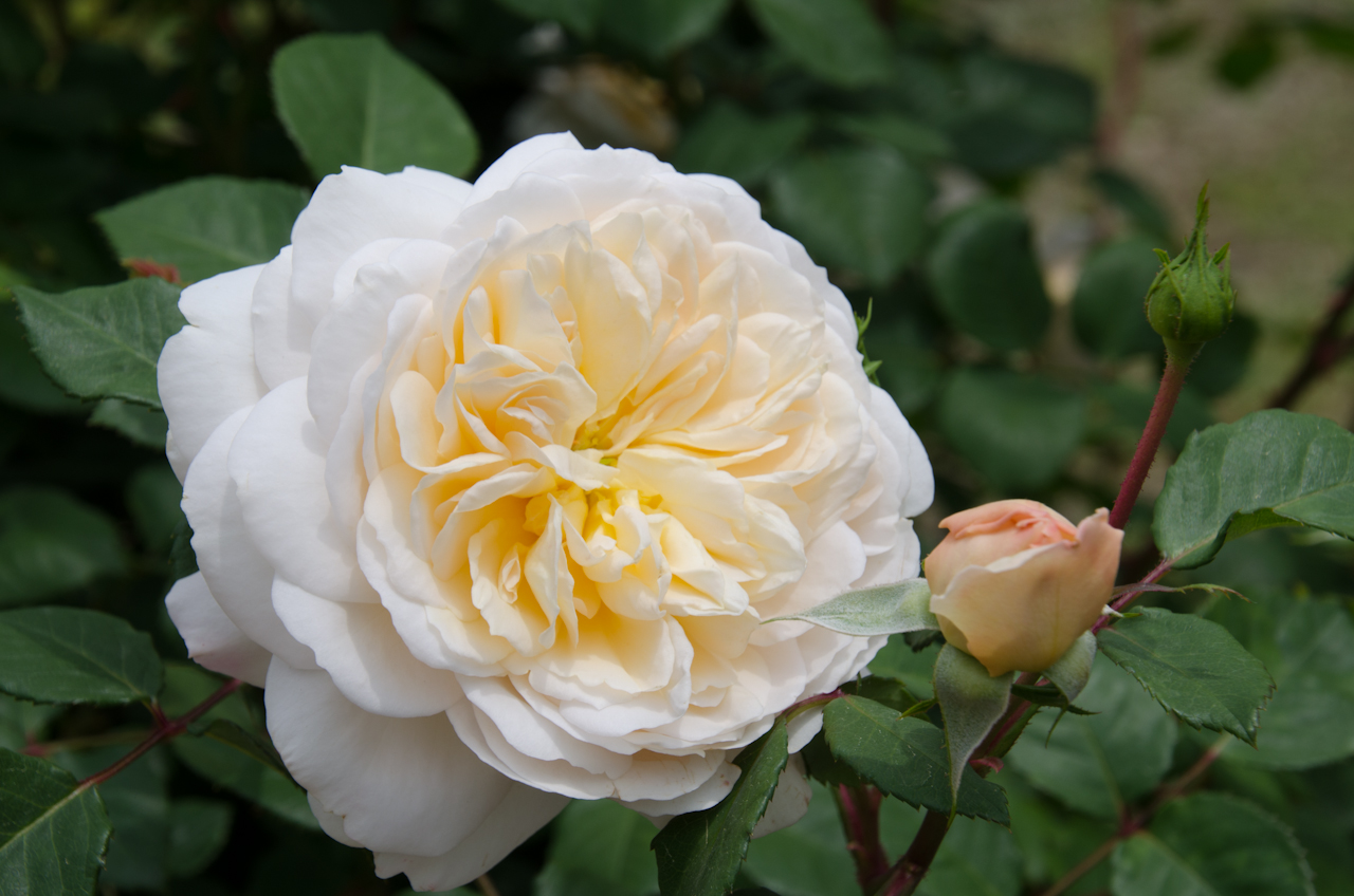 クロッカスローズ - バラの美術館 ROSEUM