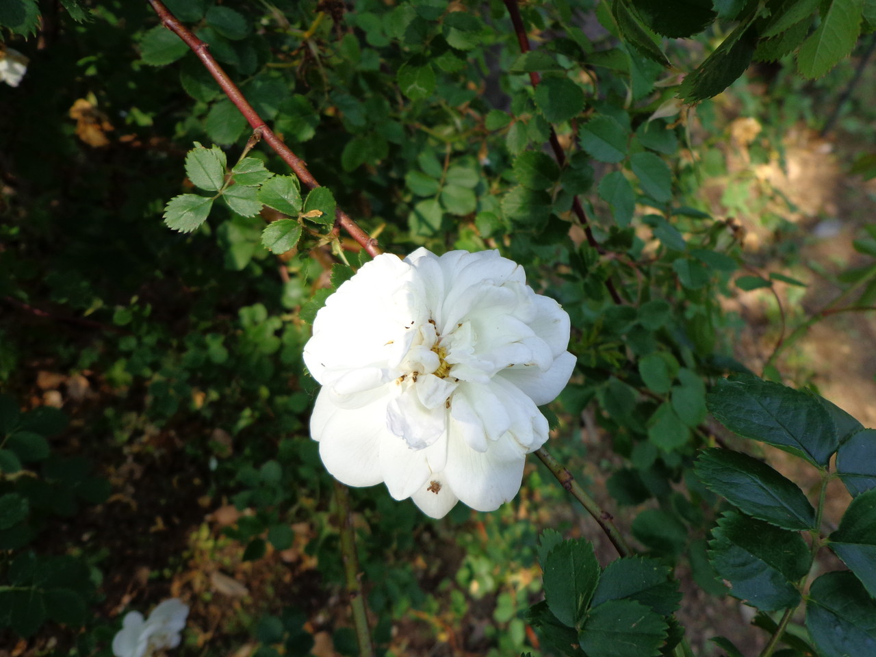 カールフォルスター - バラの美術館 ROSEUM